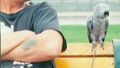 Missing People Canada